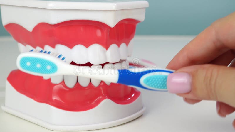 Demonstrating Proper Brushing Technique on Dental Model with Blue ...