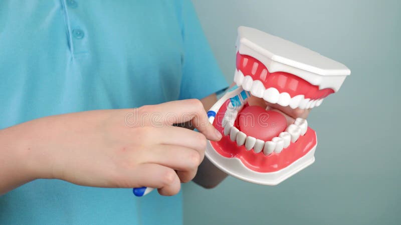 Demonstrating Proper Brushing Technique on Dental Model for Oral ...