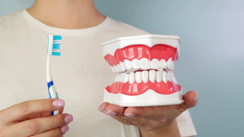Demonstrating Proper Brushing Technique with Dental Model and ...