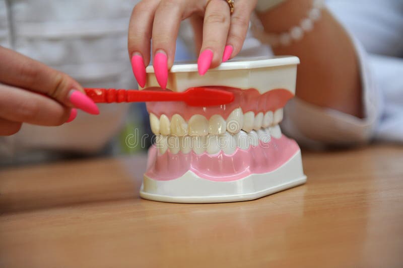 Demonstration of Methods of Brushing Teeth on the Training Model Stock ...