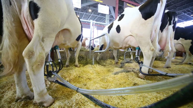 Demonstration of the Milking Machine with Cows in Stock Footage - Video ...