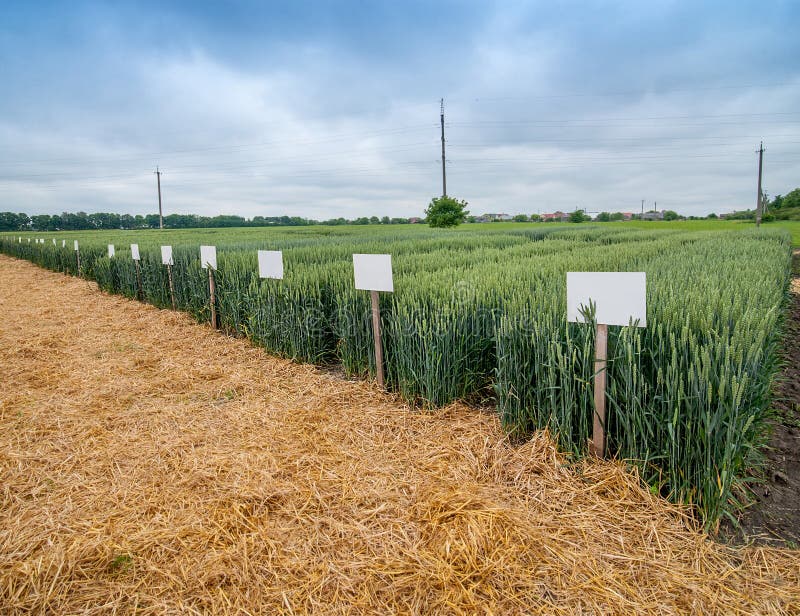 Demonstration Plots of Different Wheat Varieties with Signposts Stock ...