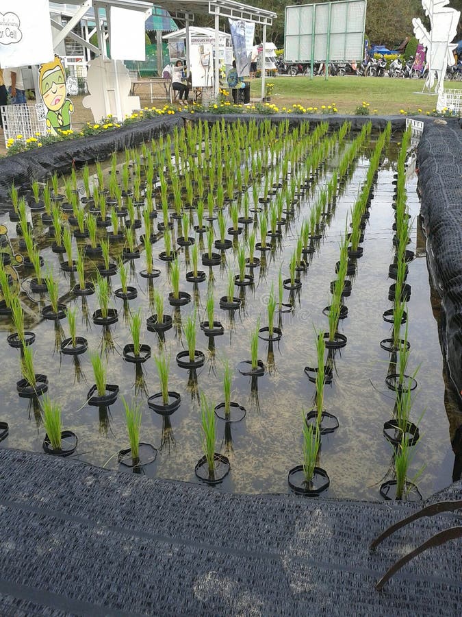 Demonstration rice editorial stock image. Image of plant - 47856754