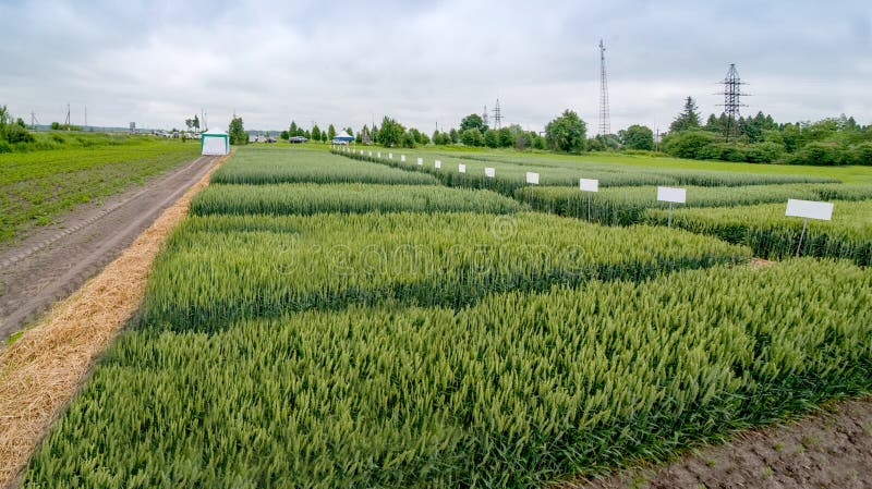 Demonstration Sectors of Plot Grain Crops, New Varieties Winter Wheat ...
