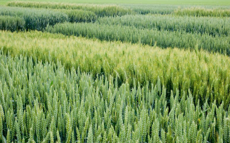 Demonstration Sectors of Plot Grain Crops, New Varieties Winter Wheat ...