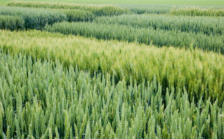 Demonstration Sectors of Plot Grain Crops, New Varieties Winter Wheat ...