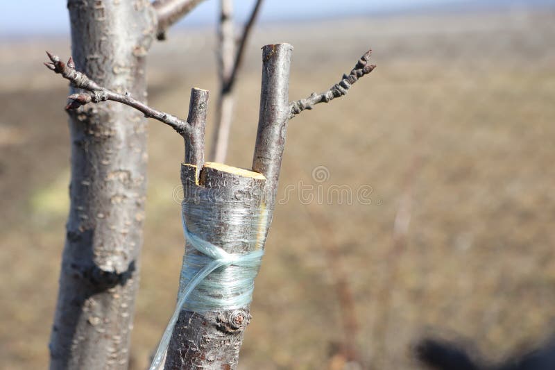 Demonstration of the Tree Grafting Technique Being Implemented on a ...