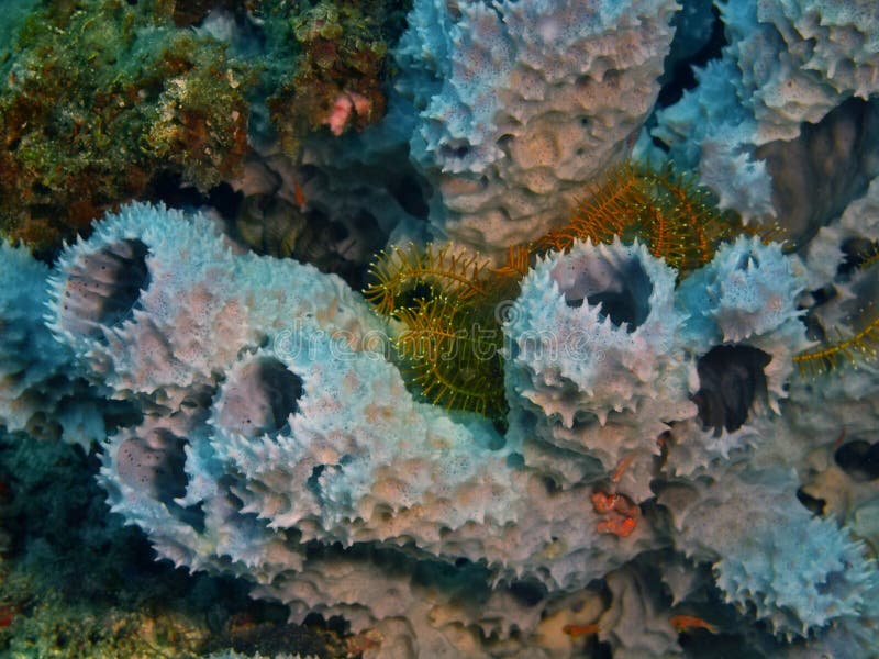 Demosponge foto de stock. Imagem de oceano, recife, mergulho - 104824672