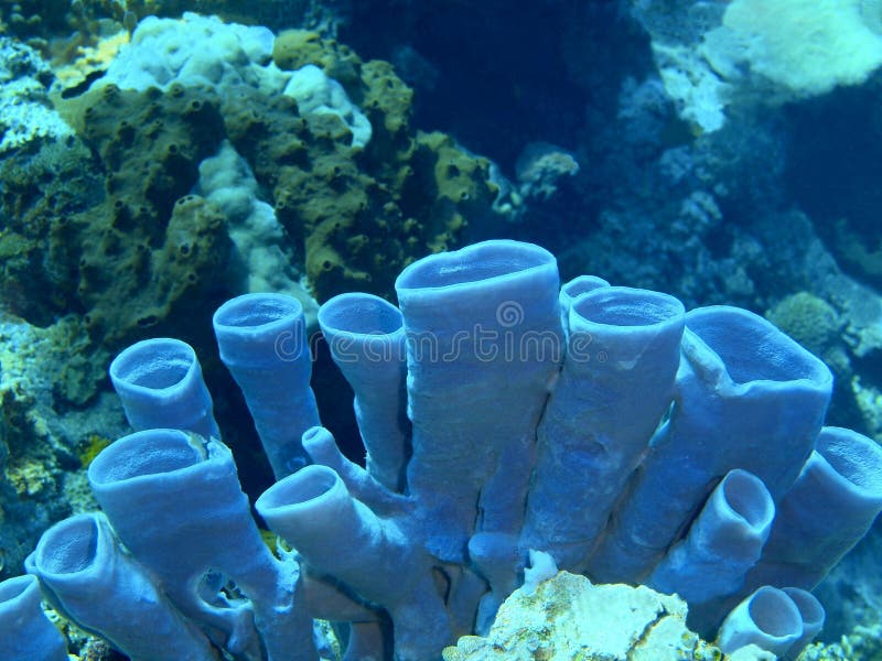 Demosponge imagem de stock. Imagem de mergulho, oceano - 65220971