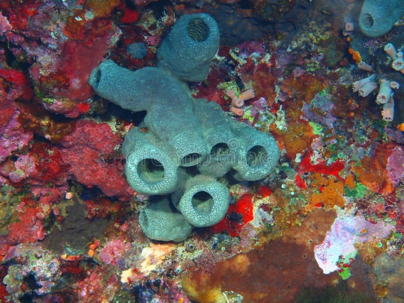 Demosponge foto de stock. Imagem de oceano, recife, mergulho - 104824672