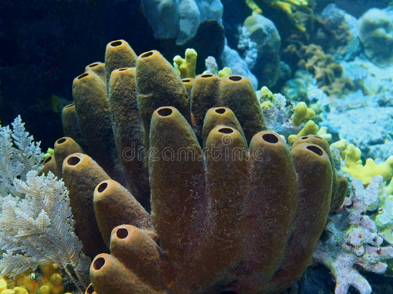 Demosponge imagem de stock. Imagem de água, animal, oceano - 65220925
