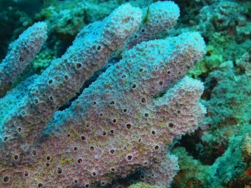 Demosponge, isla Bali imagen de archivo. Imagen de agua - 60371365