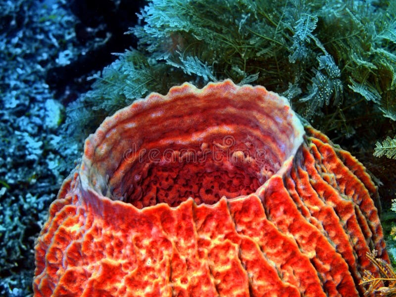 Demosponge stock image. Image of tropic, world, water - 48660931