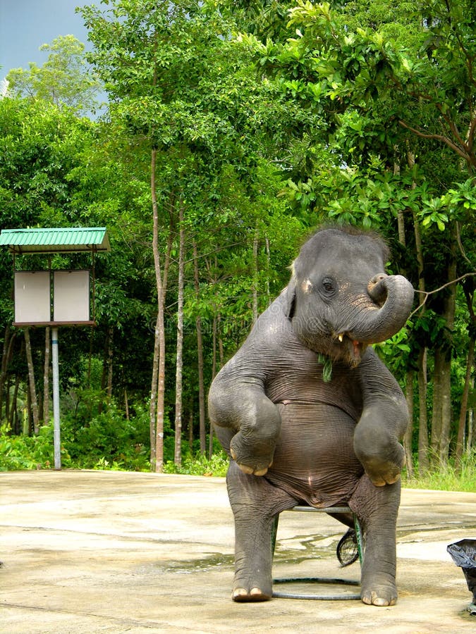 Elefante Que Se Sienta En Silla Imagen de archivo - Imagen de silla ...