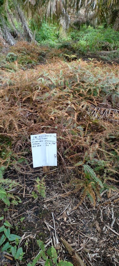 Demplot chemical stock photo. Image of plot, demonstration - 268426268