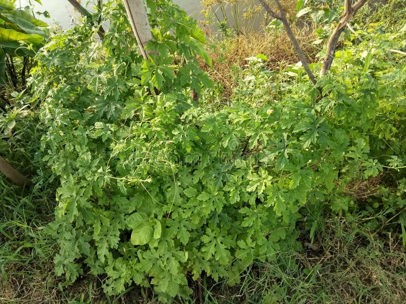 Vegetable tree stock photo. Image of bangladesh, vegetable - 118797728
