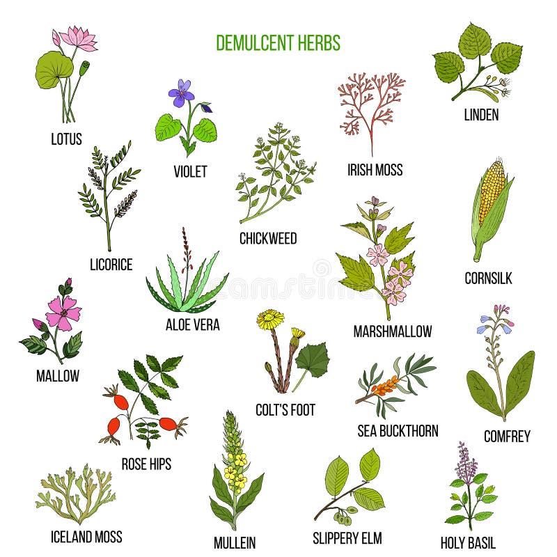 Demulcent Herbs. Hand Drawn Set Stock Vector - Illustration of icon ...