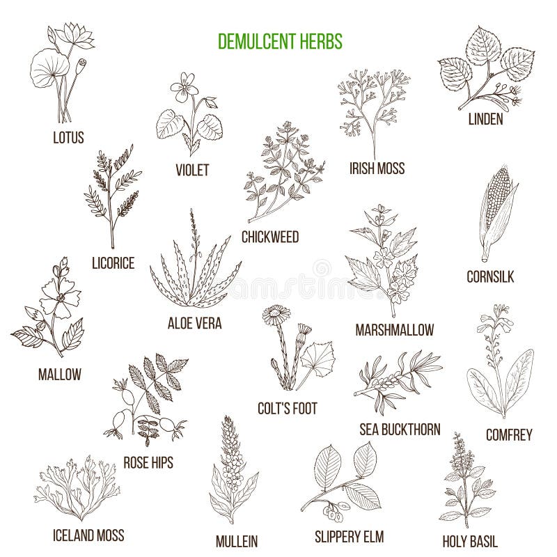 Demulcent Herbs. Hand Drawn Set Stock Vector - Illustration of moss ...