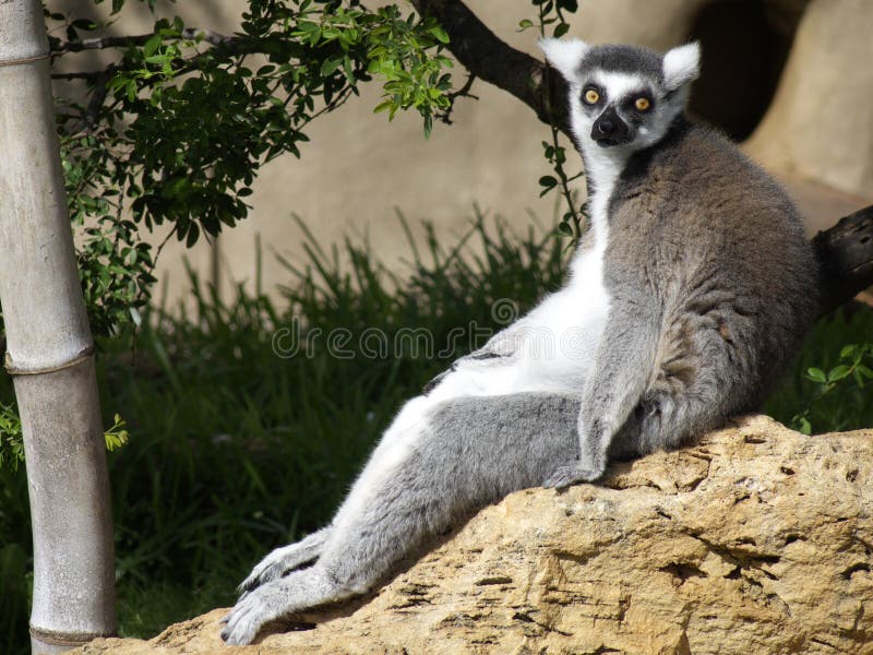 Demur Lemur stock photo. Image of primate, white, relaxed - 3848186