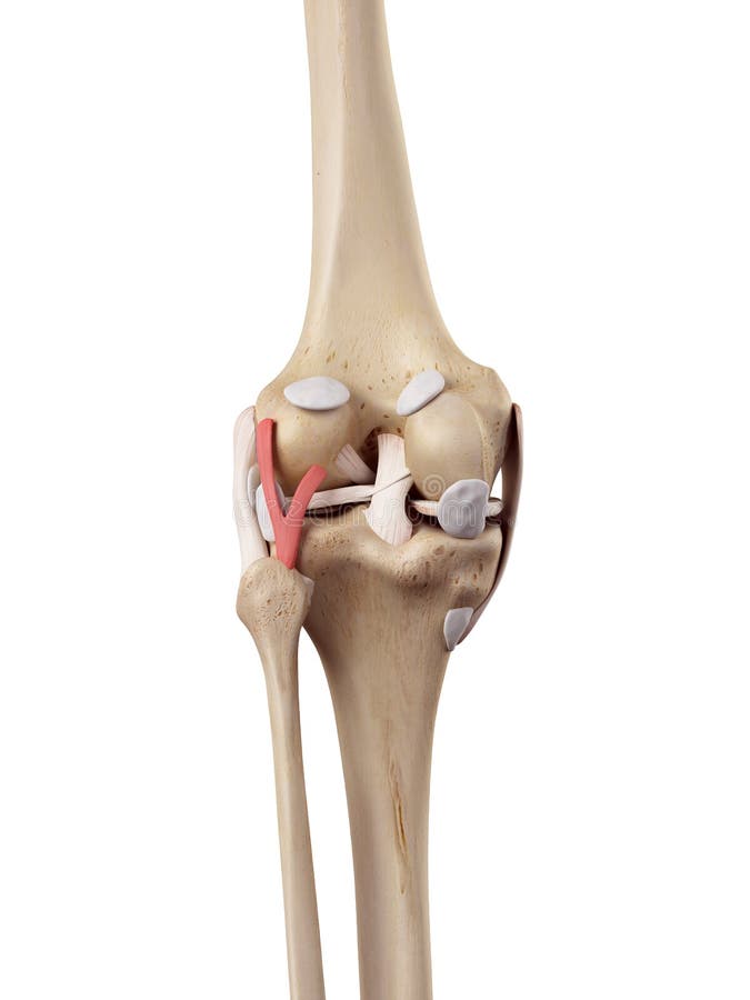 Den Subkutana Prepatellar Bursaen Stock Illustrationer - Illustration ...