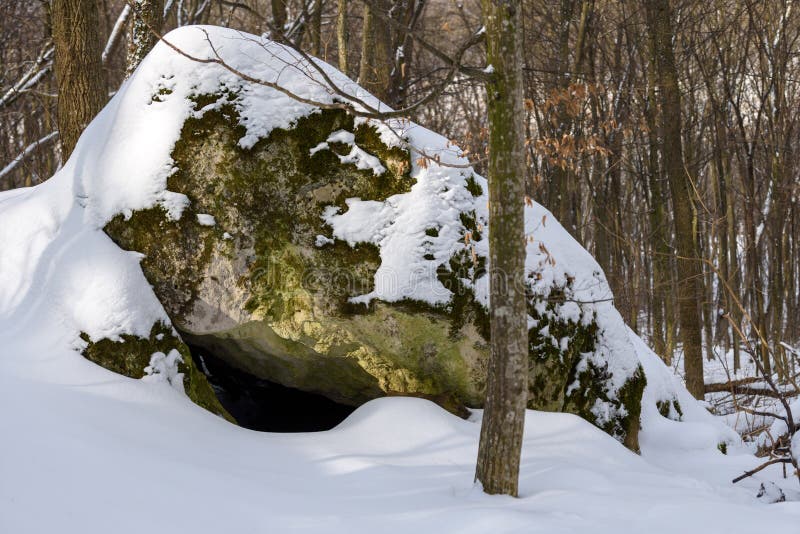 Den Bear in the Woods Under a Large Rock in Winter Stock Photo - Image ...