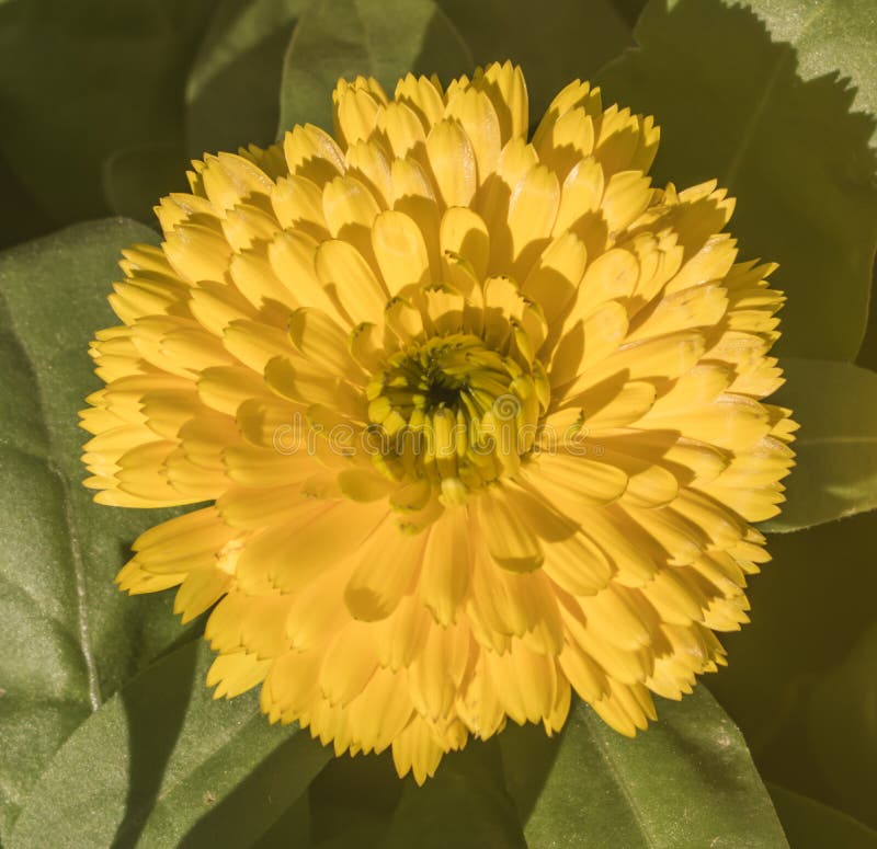 Den blommande gula blomman fotografering för bildbyråer. Bild av ...