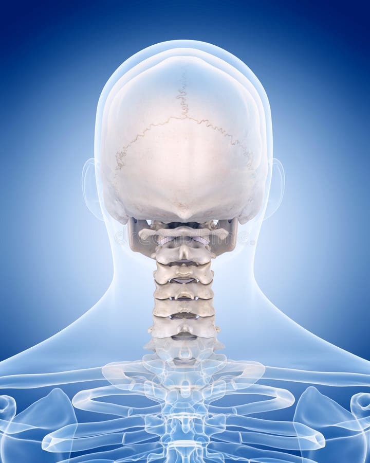 Den cervikala ryggen stock illustrationer. Illustration av kropp - 57248412