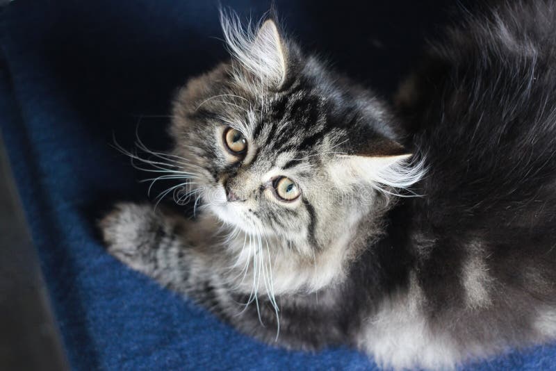 Vitt sova för perserkatt arkivfoto. Bild av barn, förtjusande - 98366020