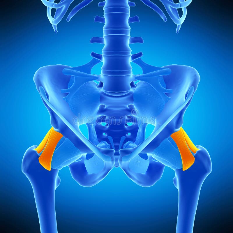 Den iliofemoral ligamentet stock illustrationer. Illustration av ...