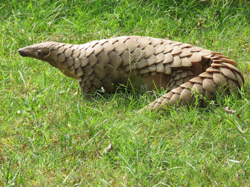 Den Indiska Pangolin- Eller Myrslok- Eller Kidikhau ...