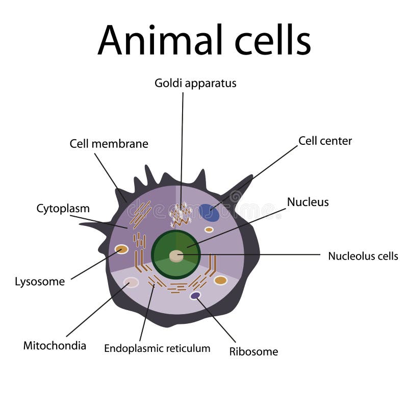 Den Inre Strukturen Av En Djur Cell Vektor Illustrationer ...