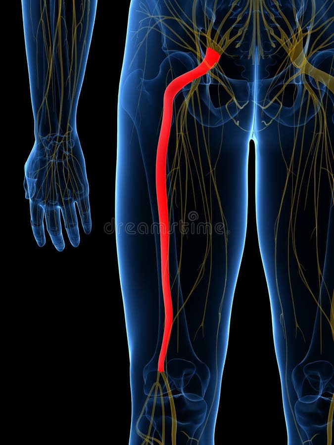 Smärtsam ischias- nerv stock illustrationer. Illustration av ...