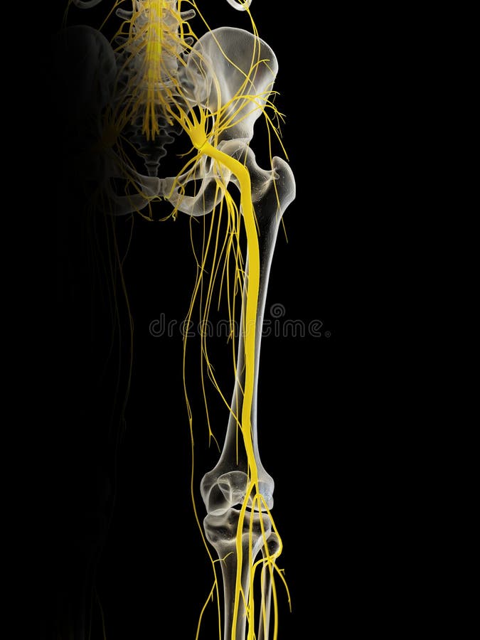 Den ischias- nerven stock illustrationer. Illustration av diagram ...