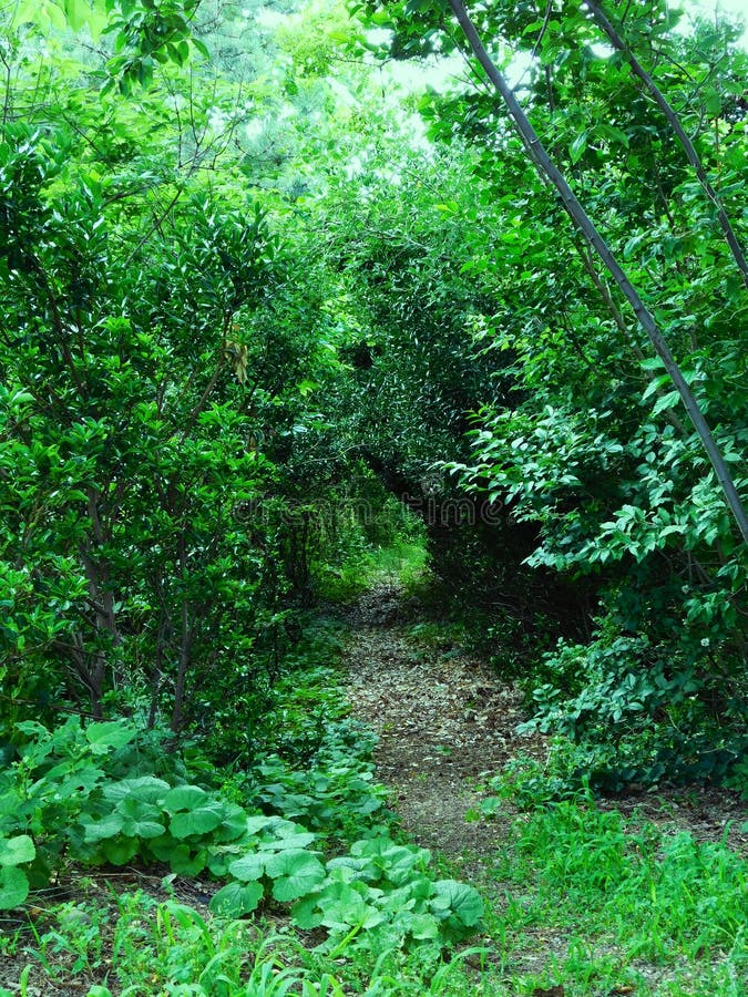 In den Kaninchenbau stockfoto. Bild von überwuchterung - 110417910