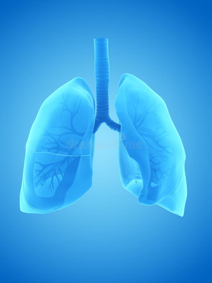 Den Humana Lungan Och Bronchi Stock Illustrationer - Illustration av ...