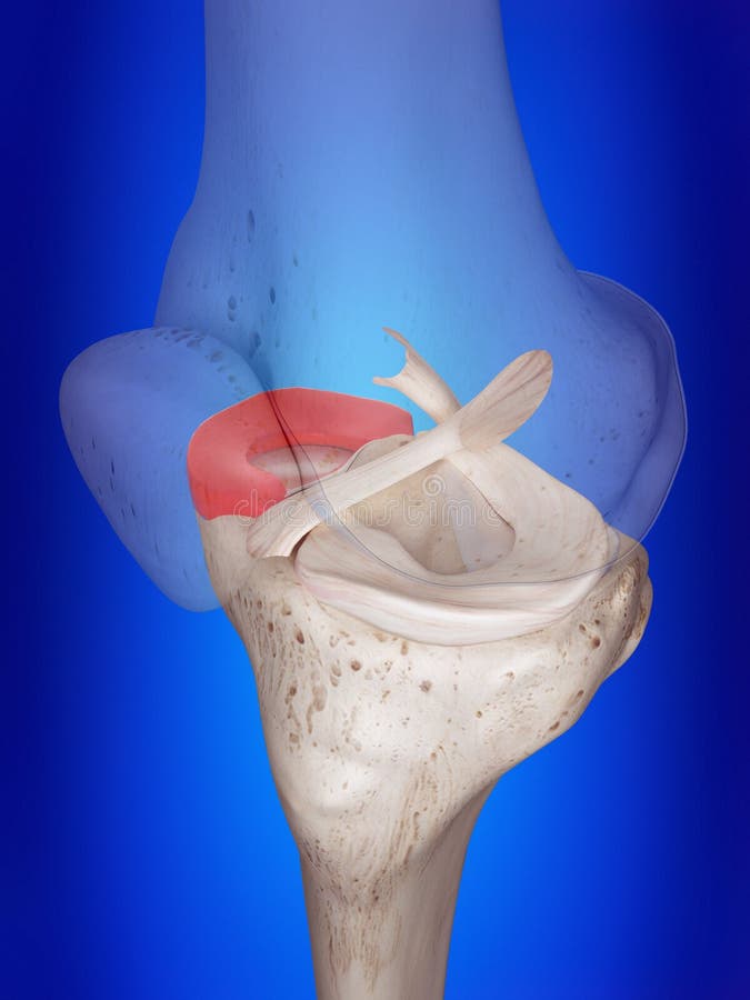 Den mediala menisken stock illustrationer. Illustration av medicinskt ...