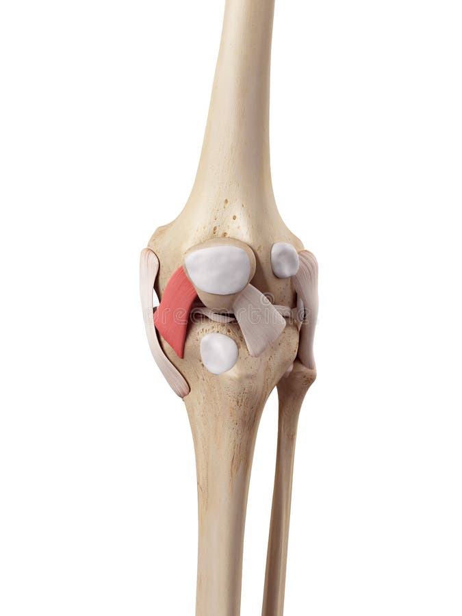 Den Mediala Patellar Ligamentet Stock Illustrationer - Illustration av ...