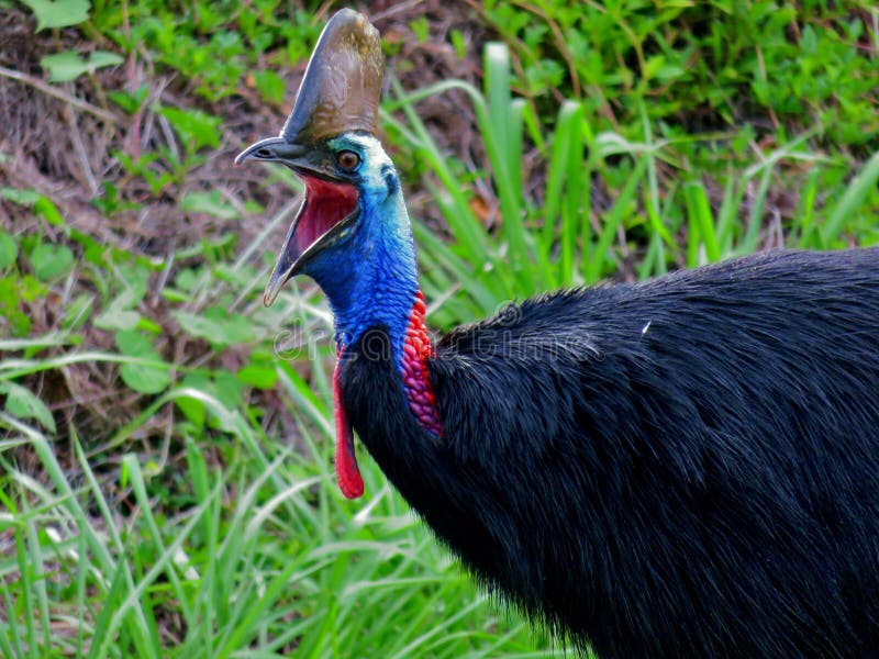 Männlicher Kasuar Mit Küken Stockbild - Bild von grün, erwachsener ...