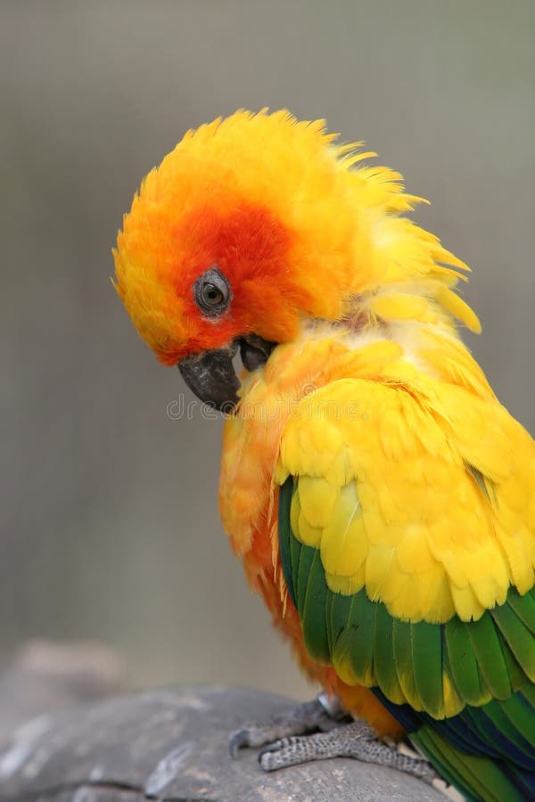 Orange papegoja fotografering för bildbyråer. Bild av fjäder - 31943215
