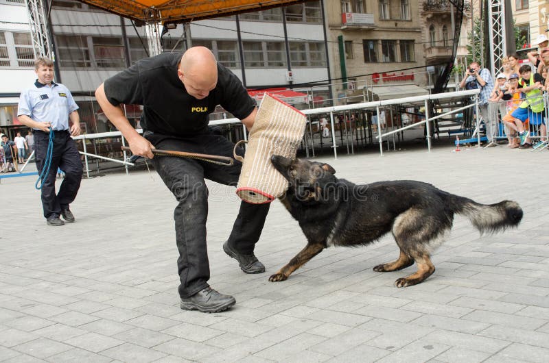 Den policie Brno editorial stock photo. Image of snout - 25632333