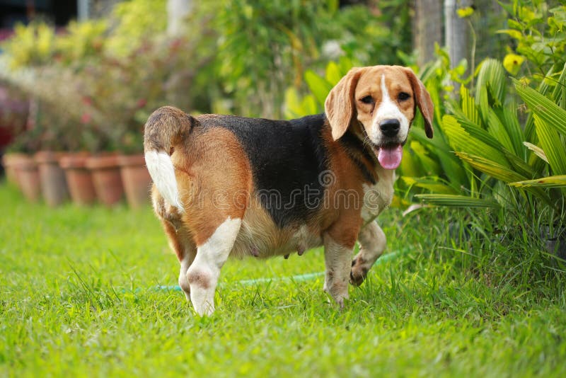 Den Roliga Gulliga Beaglehunden Parkerar in Fotografering för ...
