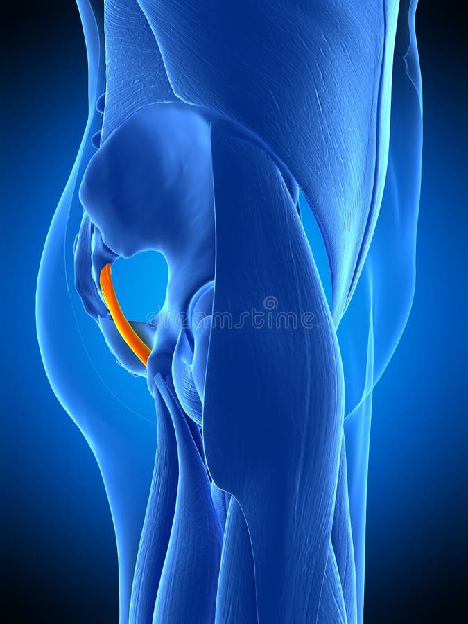Den Sacrotuberous Ligamentet Stock Illustrationer - Illustration av ...