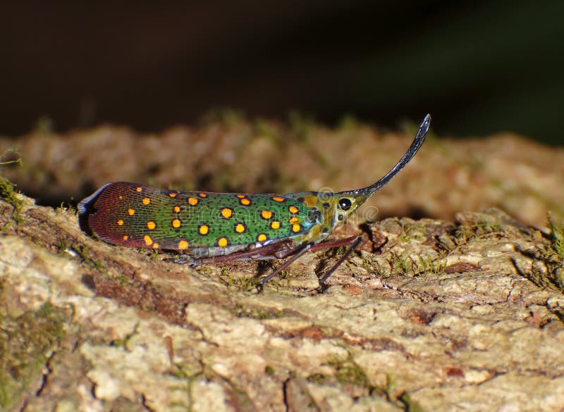 Lanternflies Lantern Bugs Fulgoridae Pyrops Candelaria På Trädet ...