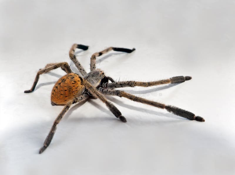 Stor spindel fotografering för bildbyråer. Bild av bifokal - 17977485