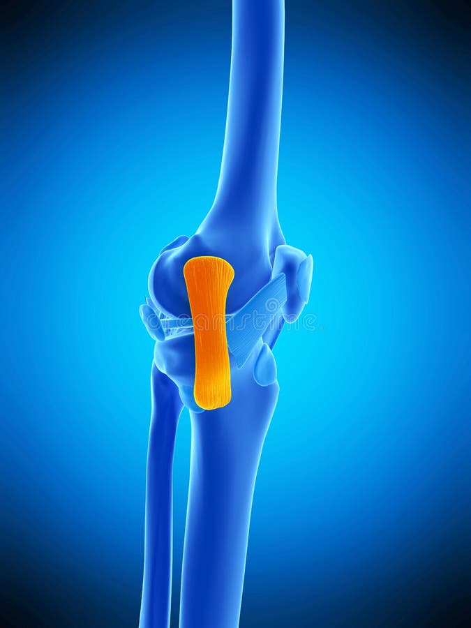 Det Sacrospinala Ligamentet Stock Illustrationer - Illustration av ...