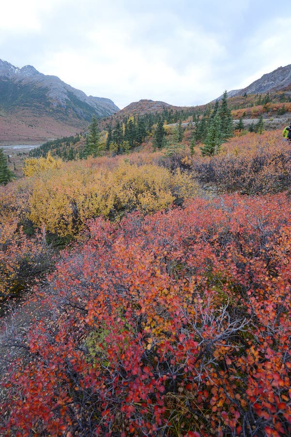 Denali fall colors stock photo. Image of yellow, nature - 60179582