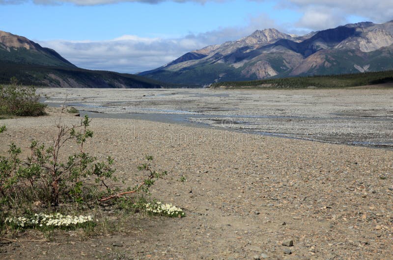 Denali National Park Landscapes Stock Image - Image of flower, aven ...