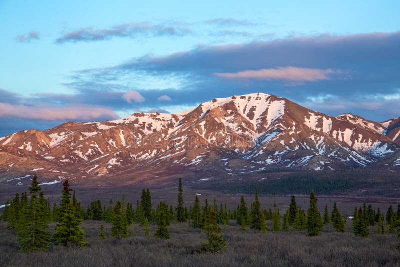 Denali National Park stock image. Image of tree, denali - 41087659