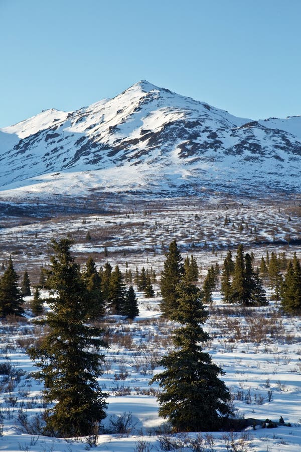 Denali S Forests and Mountains Stock Image - Image of polar, spring ...