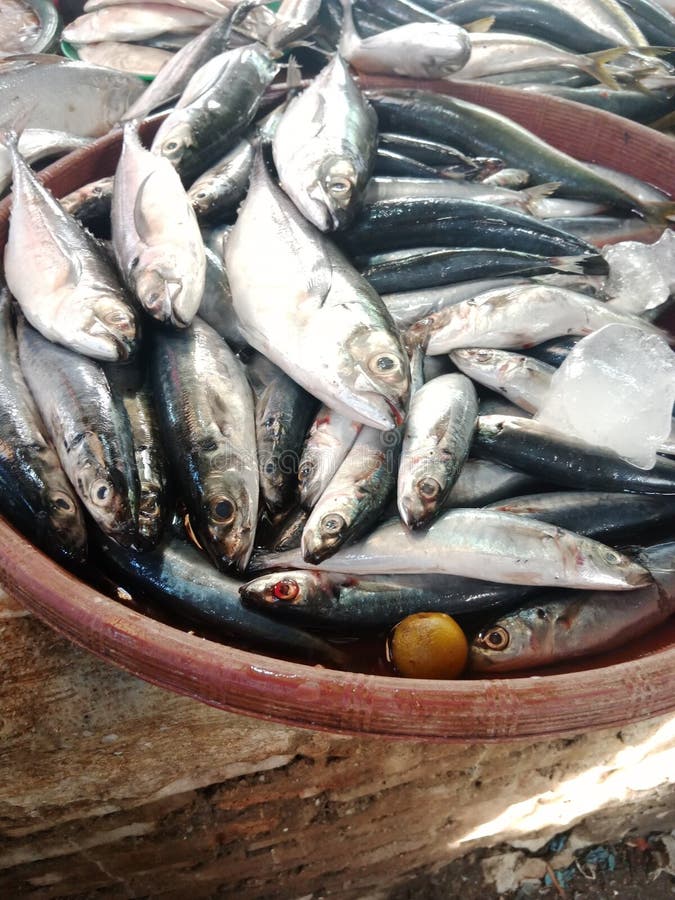 Dencis Fish Stock Photos - Free & Royalty-Free Stock Photos from Dreamstime